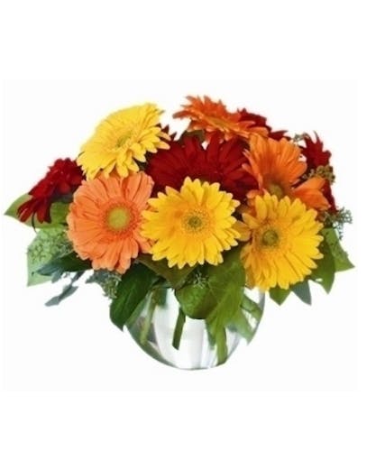 Dizzy Daisies - Welke's Milwaukee Florist